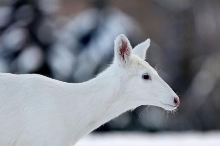 White deer | Tri-state News | telegraphherald.com