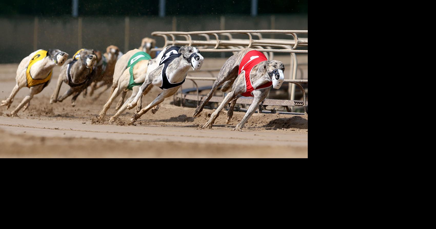 And they're off: Greyhound park opens under new ownership in Dubuque ...