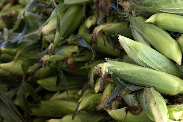 1st day of Fincel's Sweet Corn in Dubuque draws early-rising fans | Tri ...
