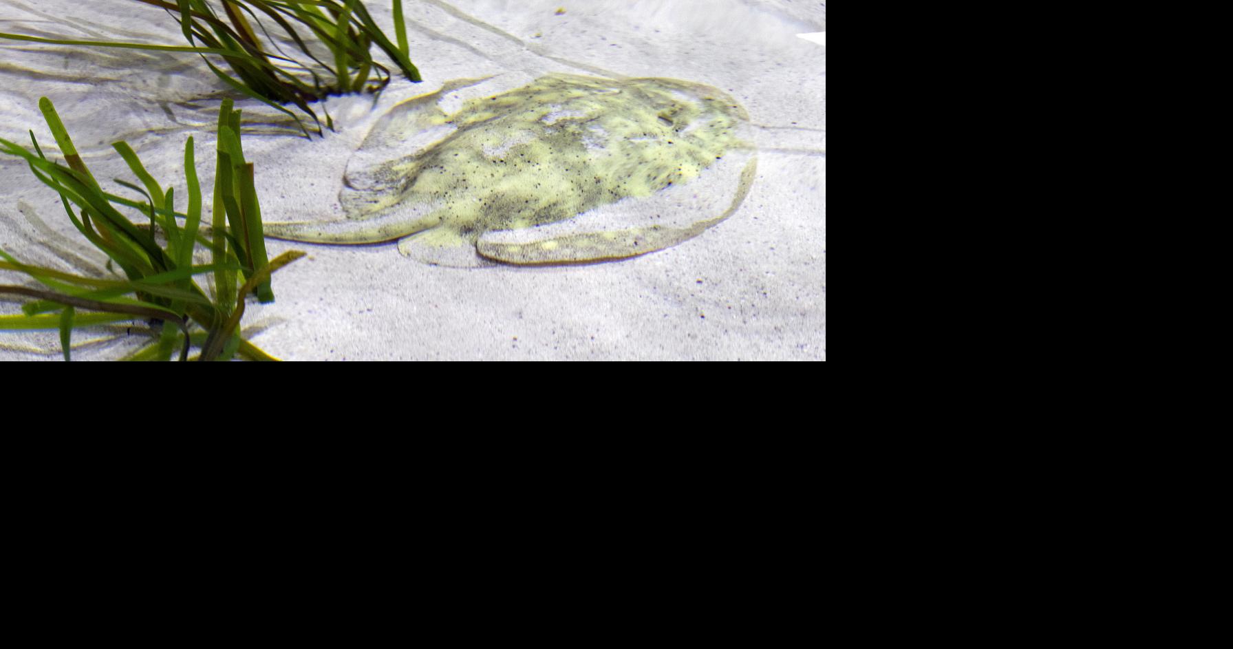 Museum creature feature: Shy fish avoids commotion at Dubuque exhibit ...