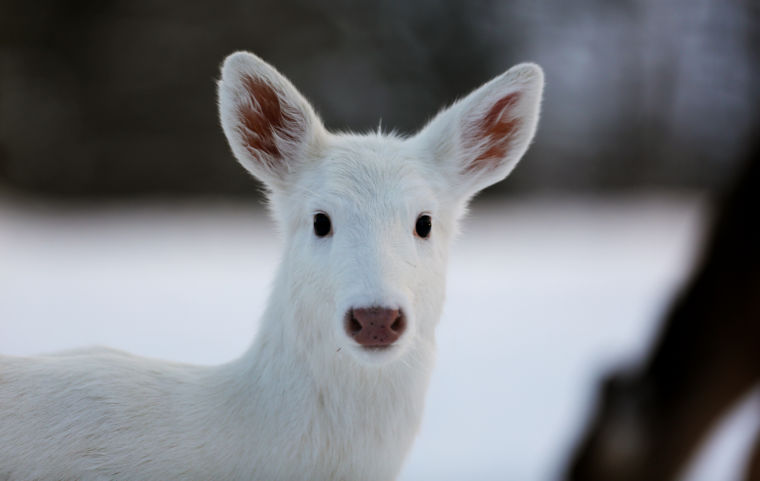 White deer | Tri-state News | telegraphherald.com