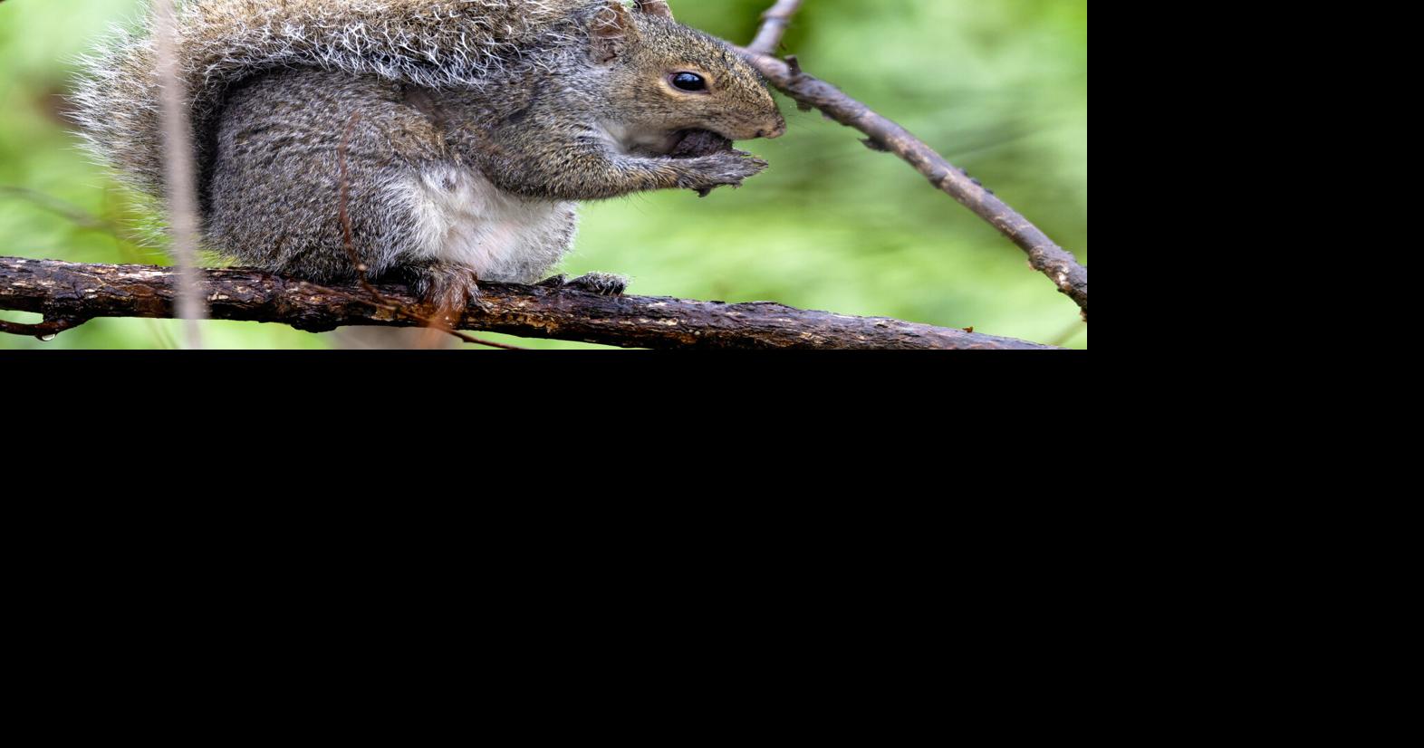 Chowing down | Tri-state News | telegraphherald.com