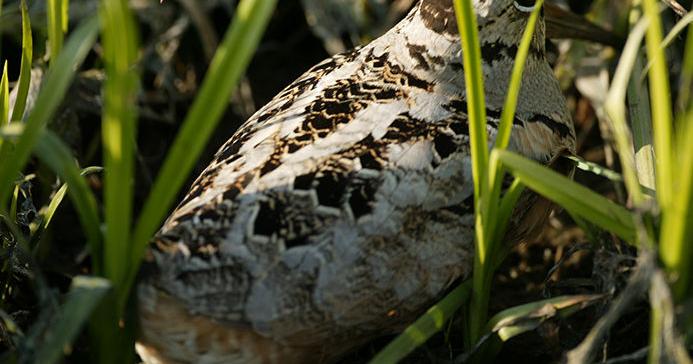 Local hikers discover elusive American woodcock | Tri-state News ...