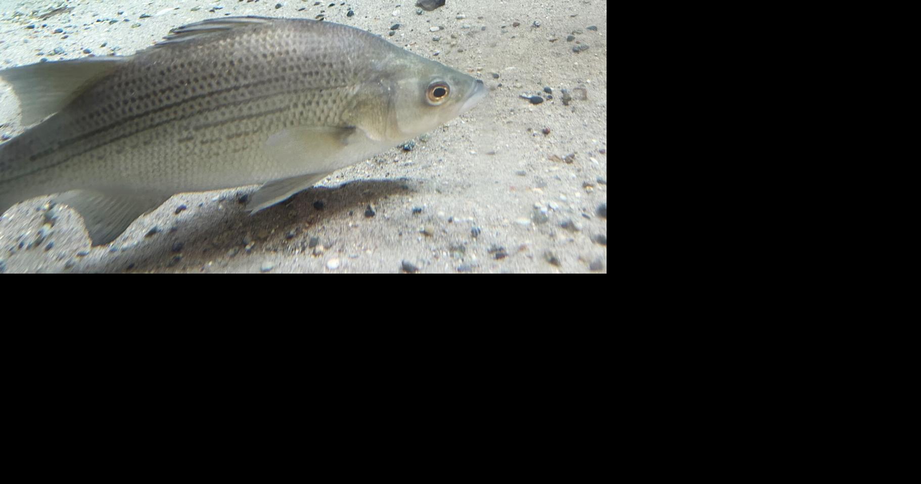 Museum creature feature: Dubuque aquarium's fish frequently serves as ...