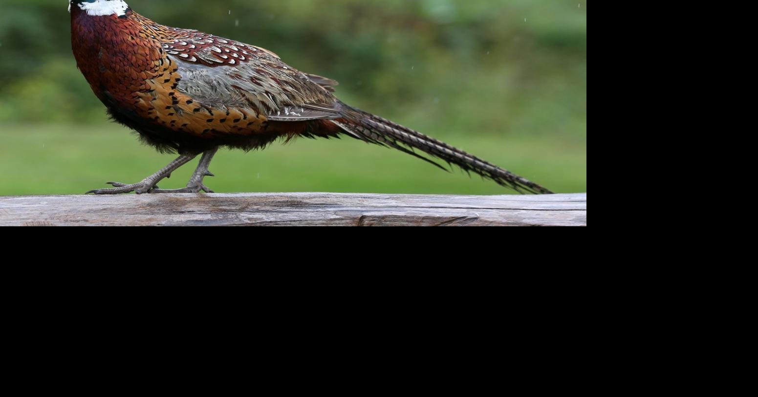 Signs show Iowa's pheasant population on the rebound | Iowa-Illinois ...