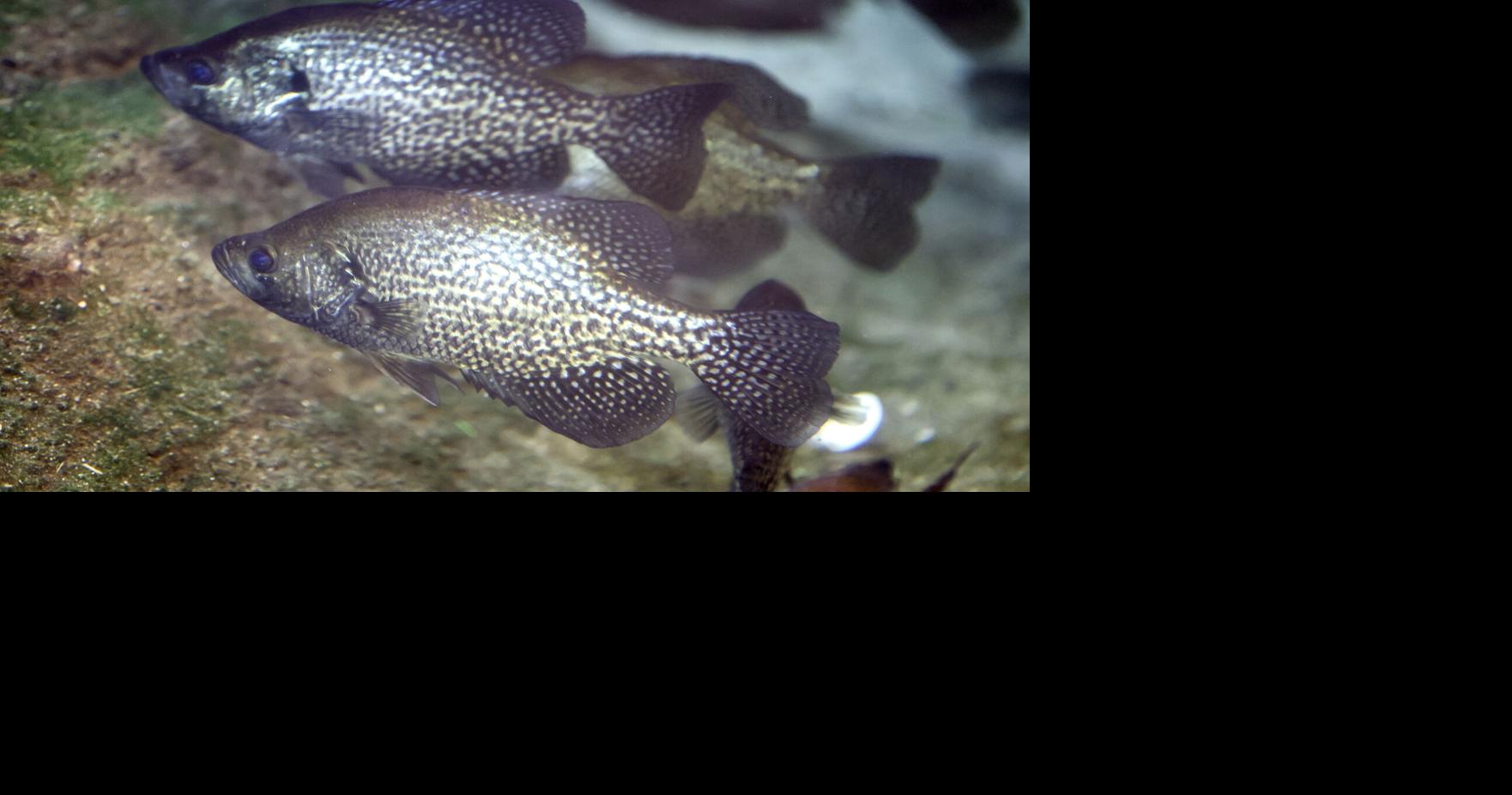 Museum creature: Popular game fish protected by segregated tank at ...