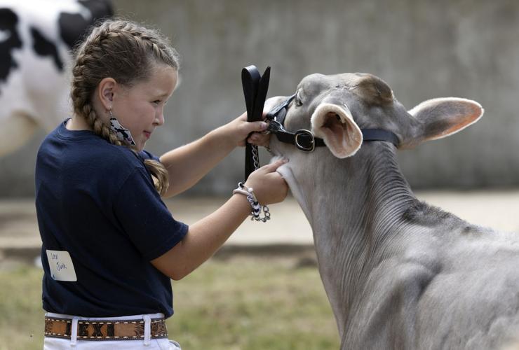 Children, calves share spotlight at Dubuque County Fair show | Tri ...