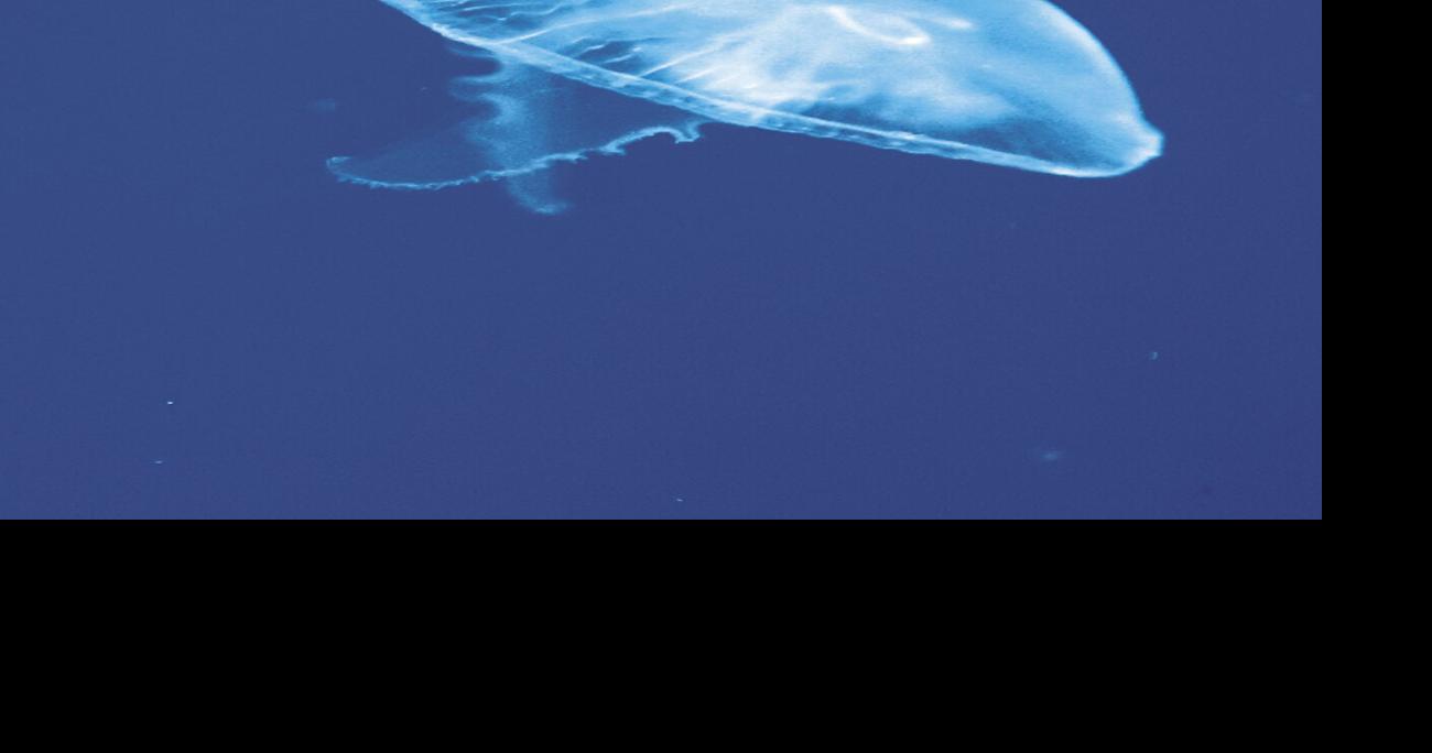 how to cook moon jellyfish