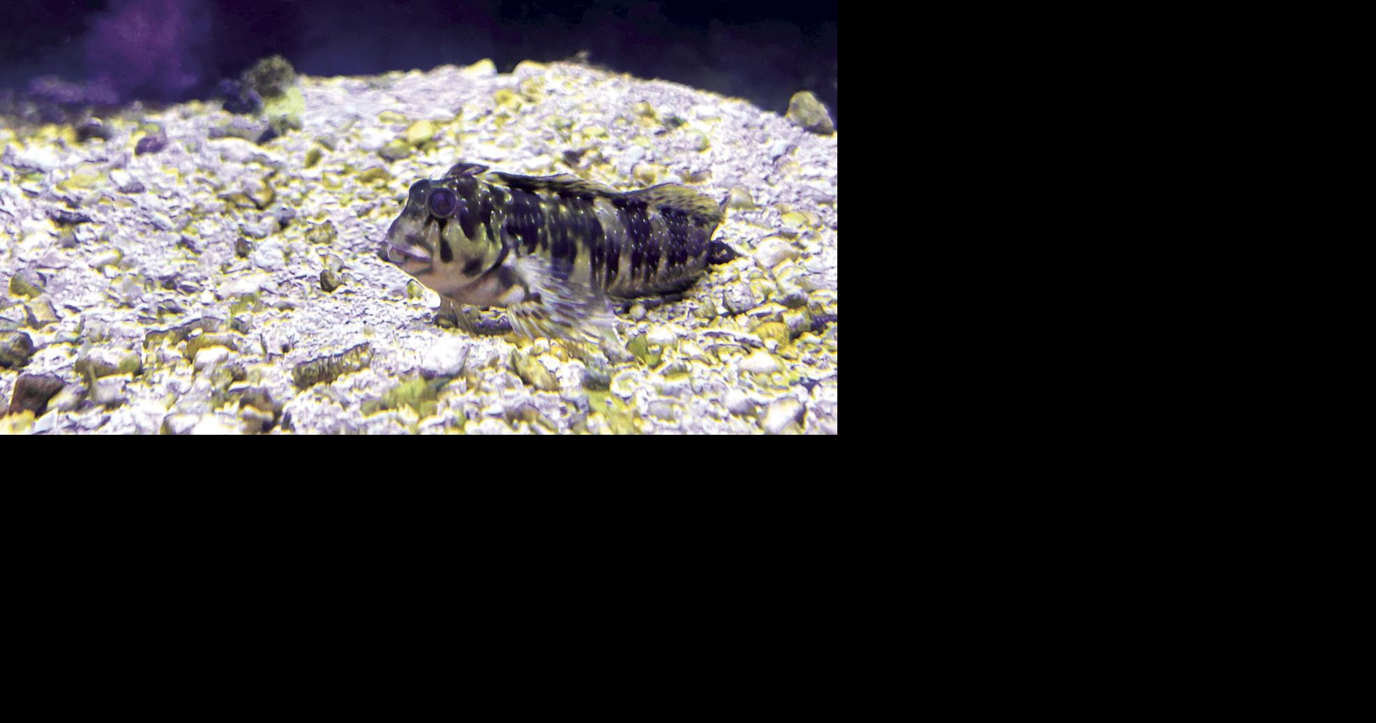 Museum creature: Fish has name like a person, face like a 'Muppet ...