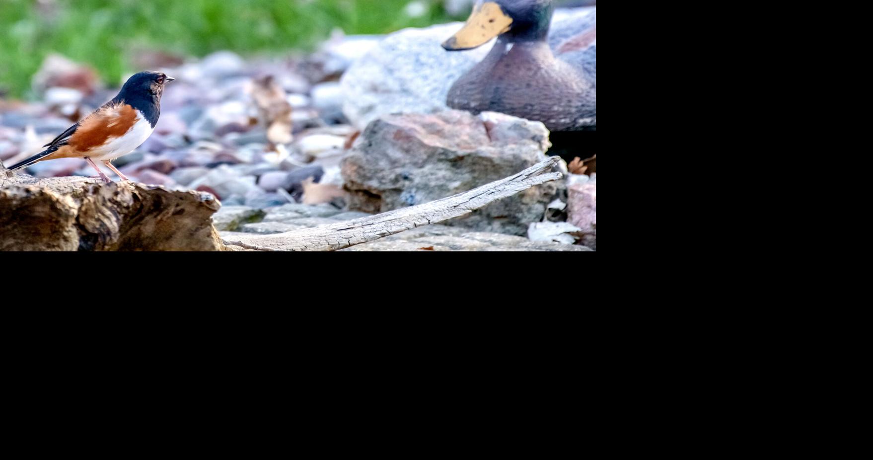 Faux fowl friend | Tri-state News | telegraphherald.com