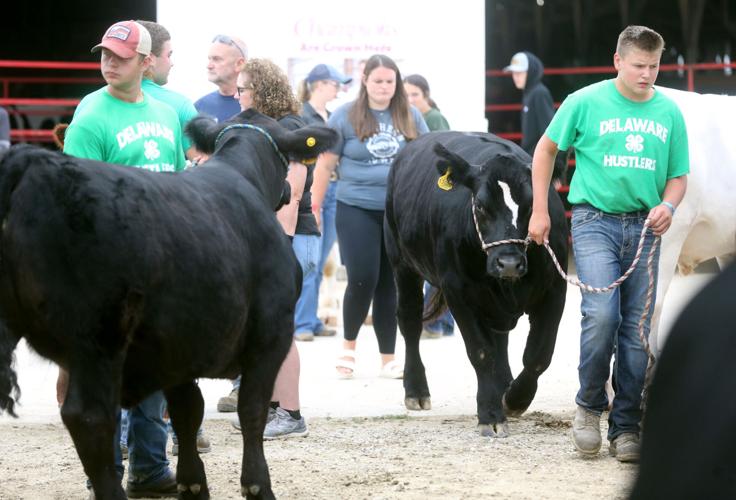 Delaware County Fair livestock sale teaches kids responsibility ...
