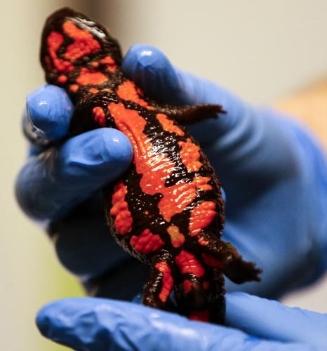 Museum creature feature: Endangered Asian newt focus of local ...
