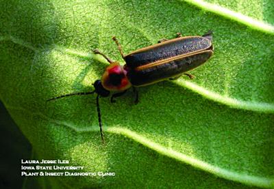 Iowa sees more fireflies this year despite long-term decline | Tri ...
