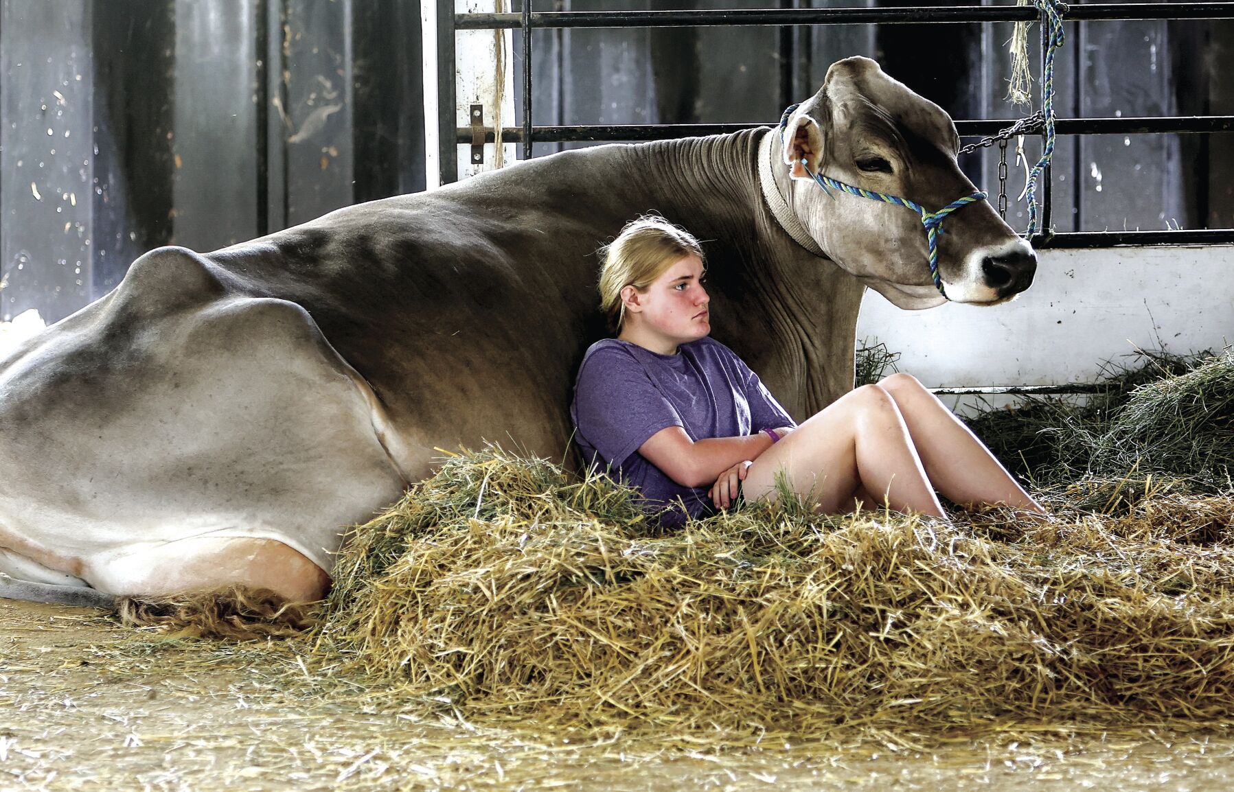 Comfy cow-ch | Upload Photos | telegraphherald.com