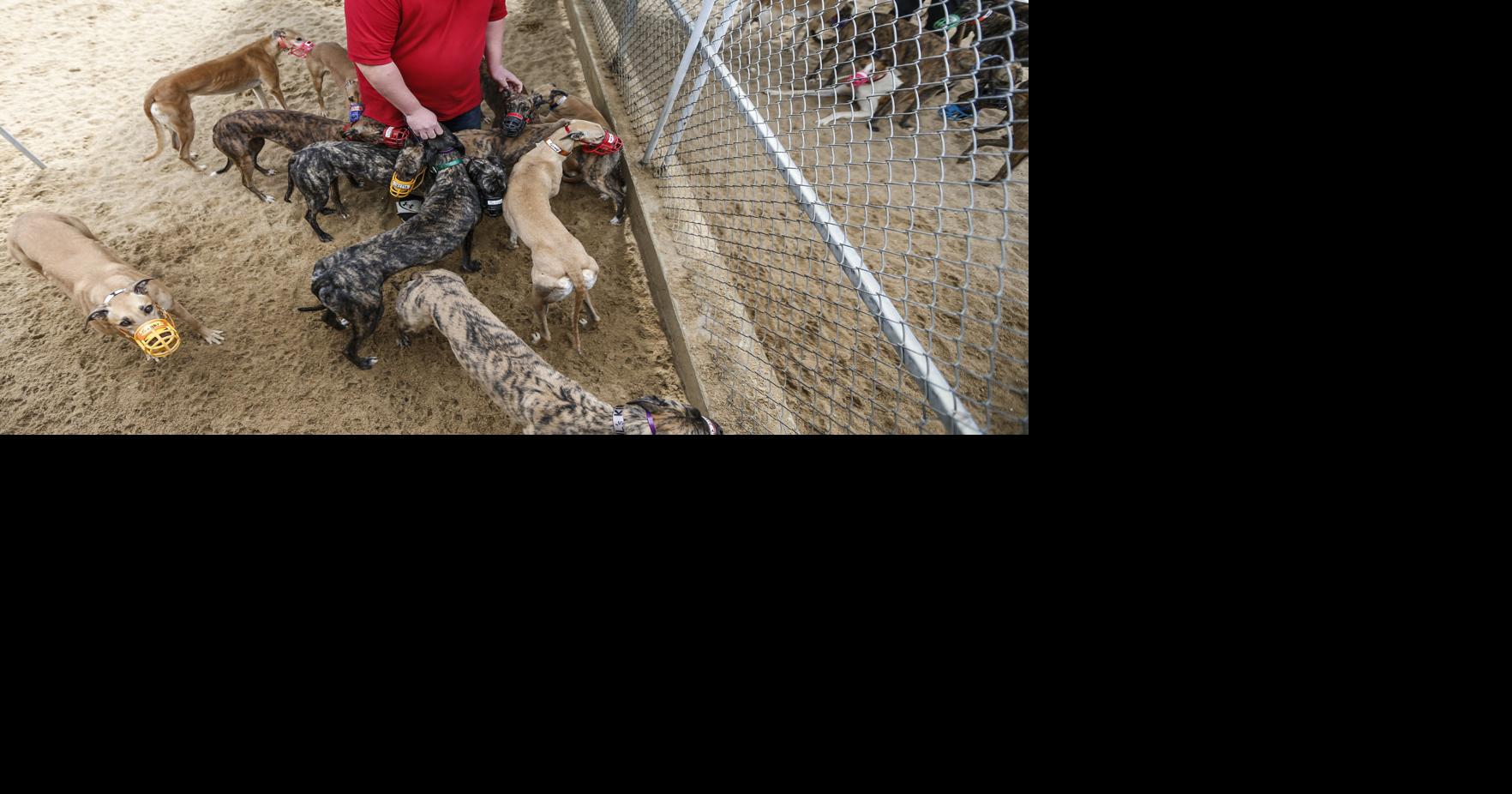 Finish line in sight: Dubuque greyhound track starts final season | Tri ...