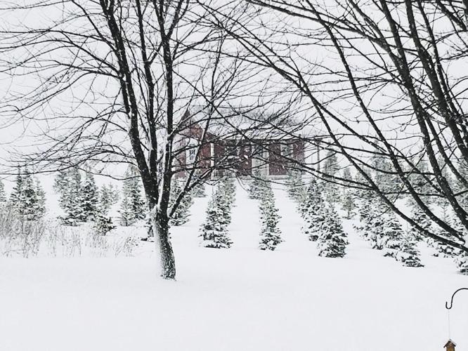 Christmas tree farms: Creating traditions and memories | Her ...