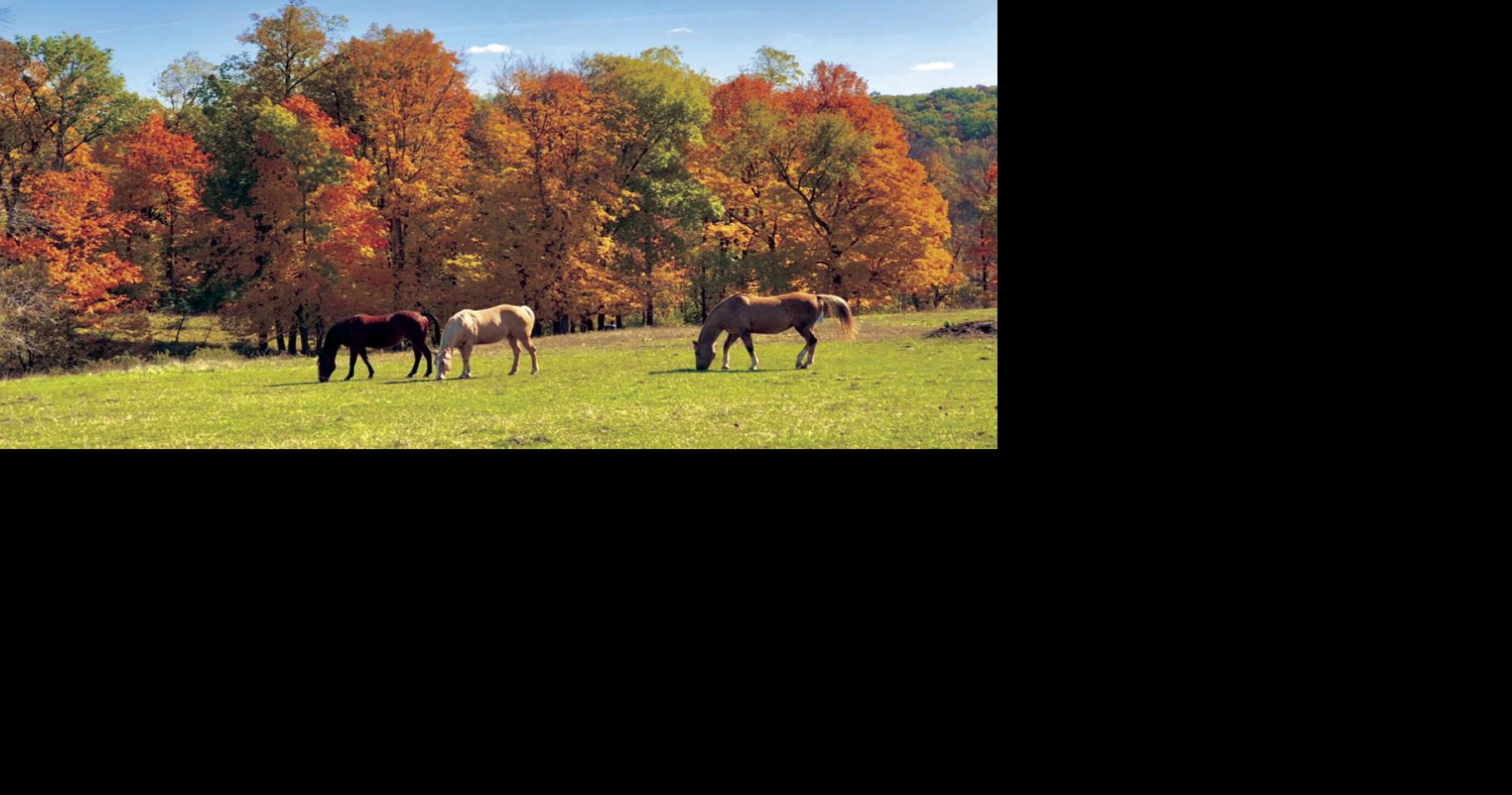 Grazing grounds | Upload Photos | telegraphherald.com