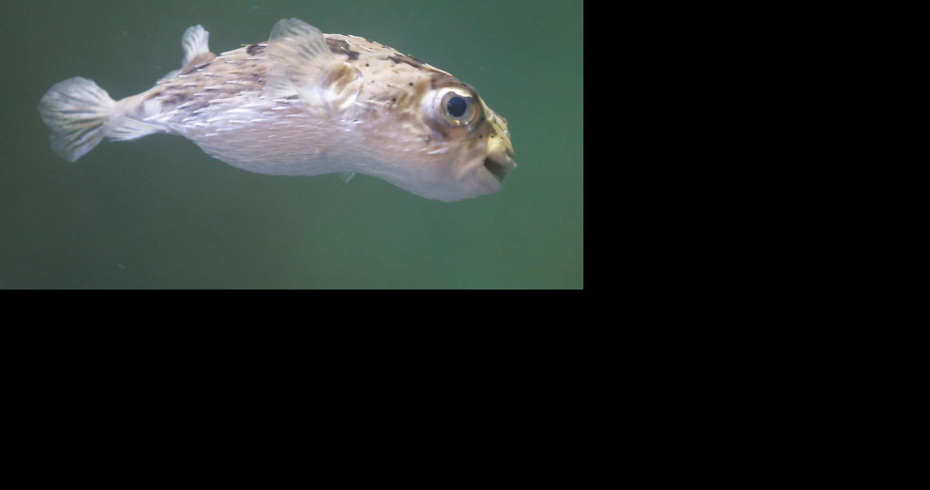 Museum creature feature: 'Dopey-looking' fish will puff up when ...