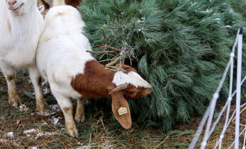 Goats enjoy Christmas tree snacks as city relaxes grazing rules | Tri ...