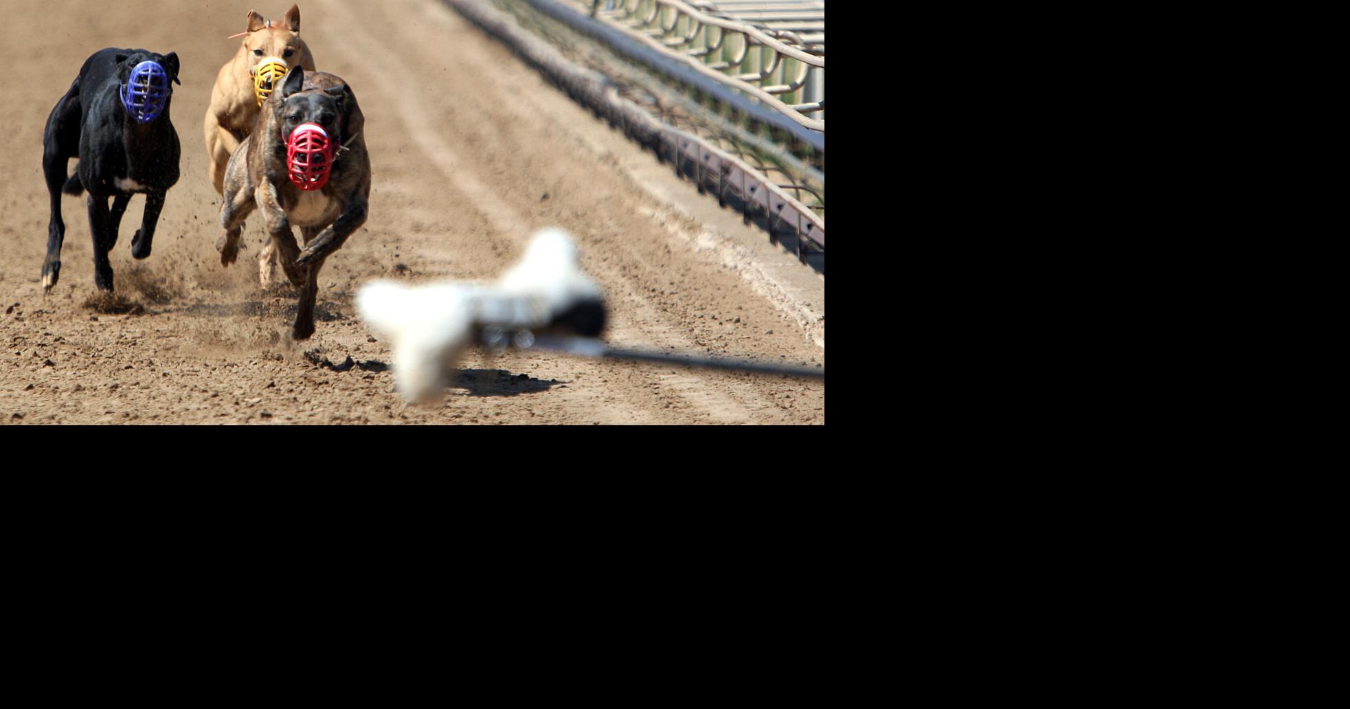 Dubuque greyhound park makes strides in 2nd year | Tri-state News ...