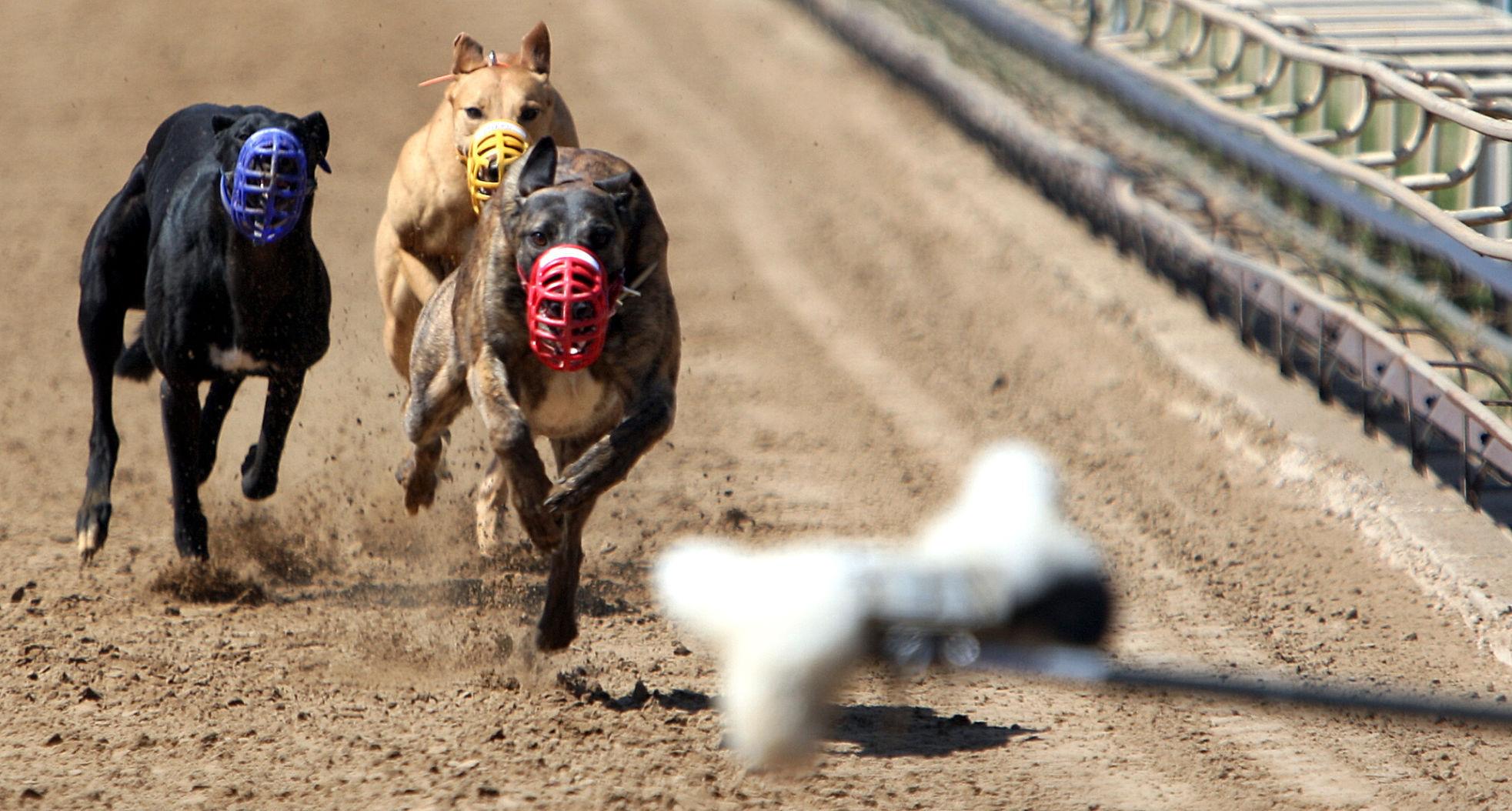 Dubuque greyhound park makes strides in 2nd year | Tri-state News ...