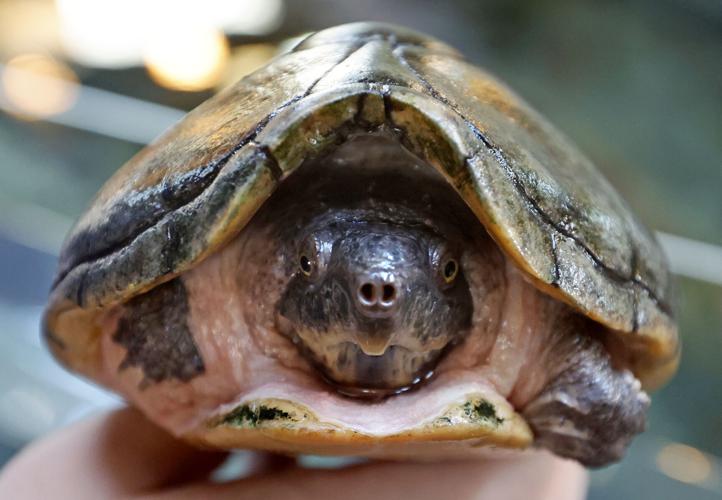 Museum creature feature: Turtle wards off predators with 'highly ...
