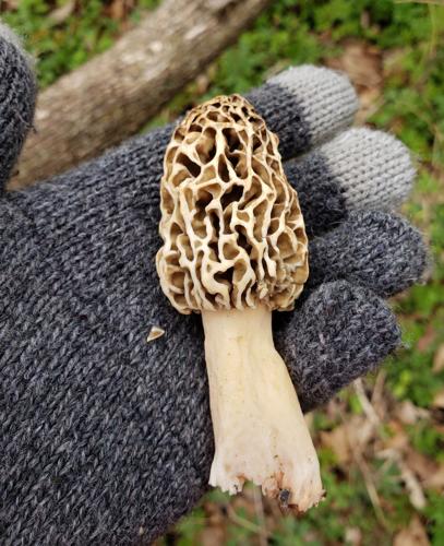 Eyes on the prize: Morel enthusiasts hunt for the elusive fungi ...