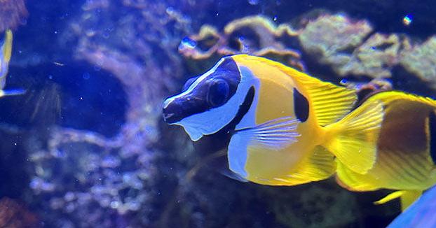 Museum creature feature: Black spot marks fish with Marshallese ...