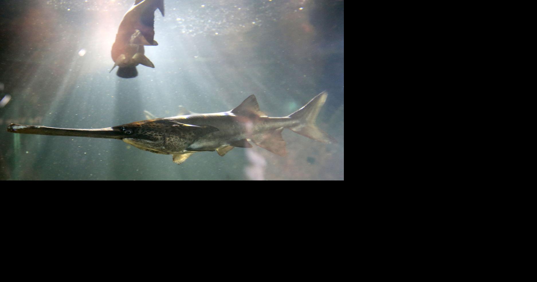 Museum creature feature: Fish with distinctive snout eats with mouth ...