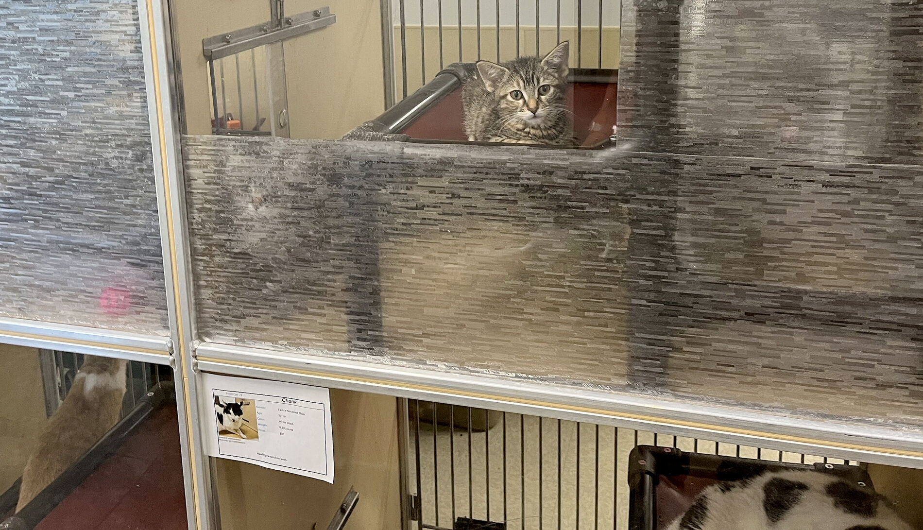 Dubuque Regional Humane Society prepares for more stray animals over ...