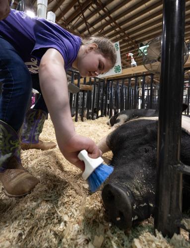 Individuals with disabilities work with pigs at Dubuque County Fair ...
