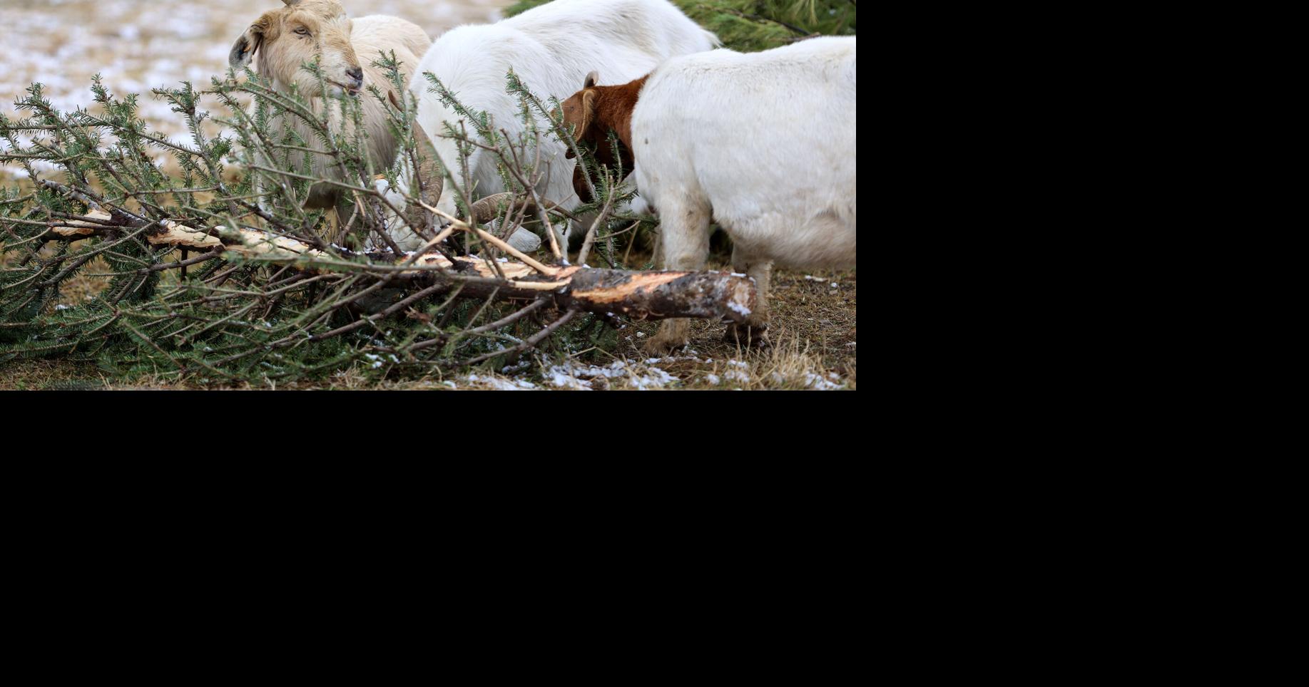Goats enjoy Christmas tree snacks as city relaxes grazing rules | Tri ...