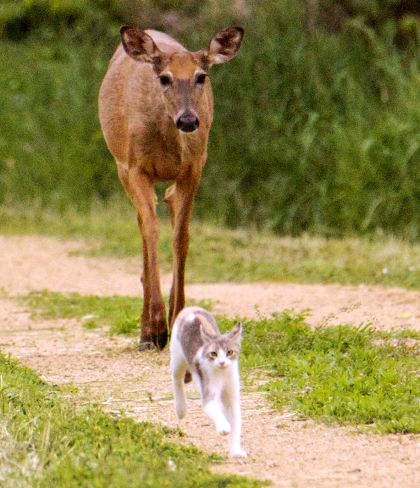 Write the caption | Tri-state News | telegraphherald.com