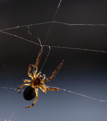 Spider and Web | Tri-state News | telegraphherald.com