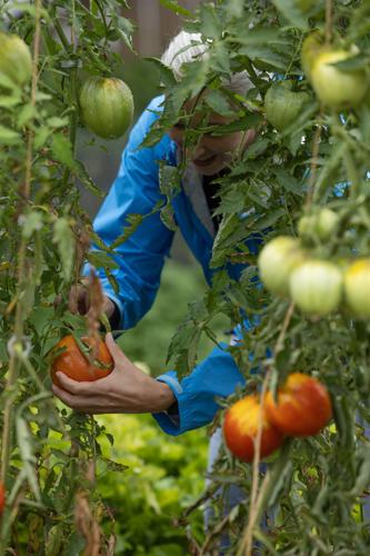 Late summer produce: What's in season and how to use it | Features ...