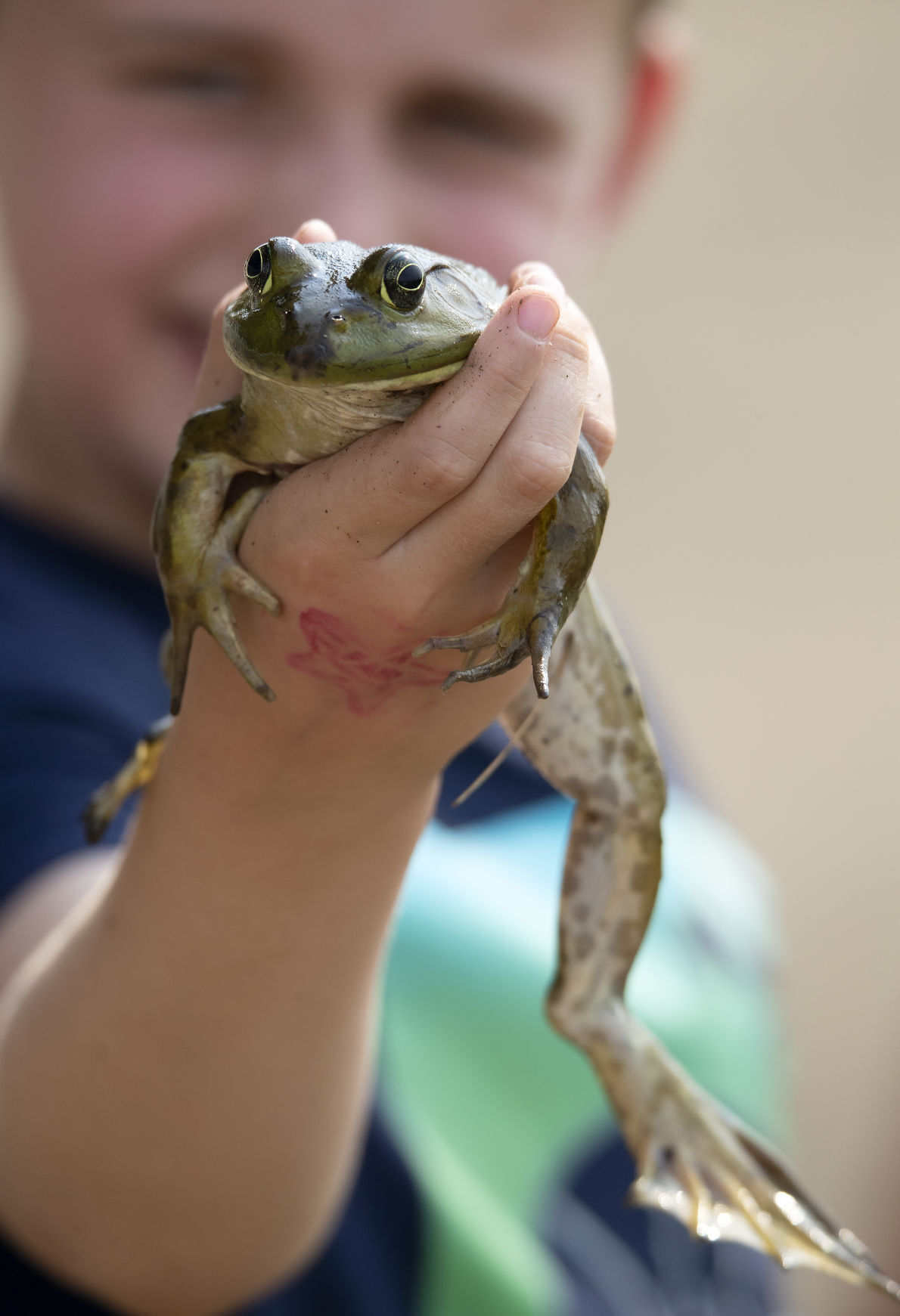 Smiles, leaps abound at Dubuque County Fair frog jump contest | Tri ...