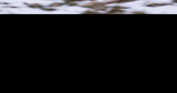 Big robins? Iowa DNR explains spring rousing as way birds keep warm ...