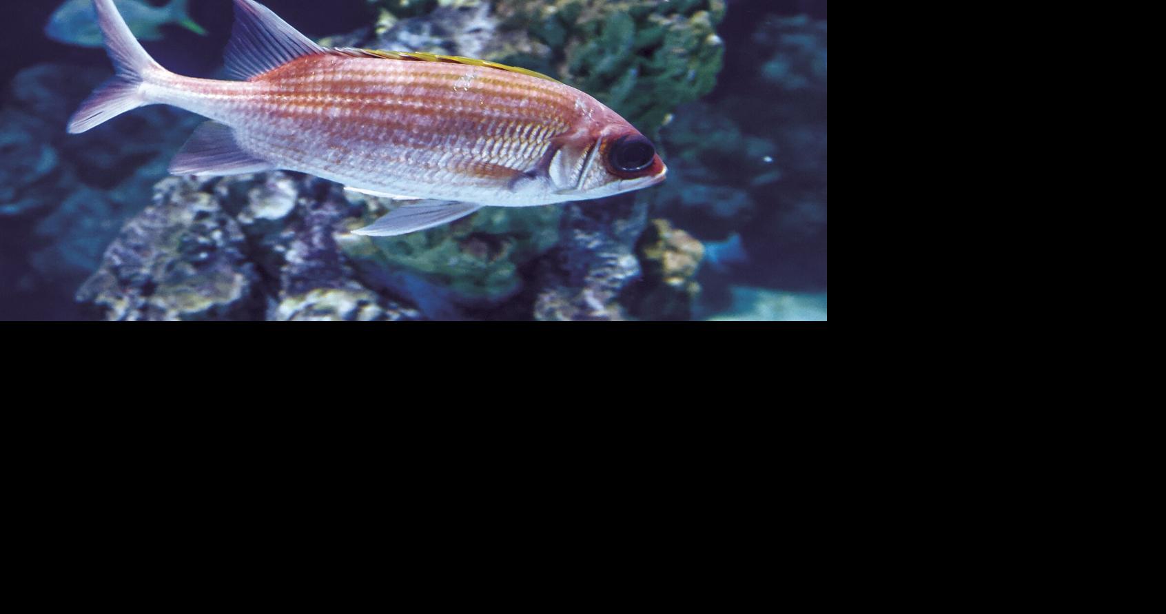 Museum creature: Talkative ocean-dwelling fish 'understand each other ...