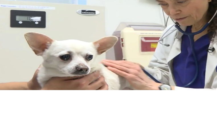 Rehoboth Beach Animal Hospital amplía horarios de atención de urgencia ...