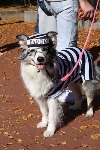 Pets and Pumpkins Festival takes over downtown Springfield, gives ...