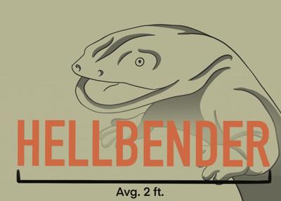 New endangered species: Eastern hellbenders of Missouri | News | the ...