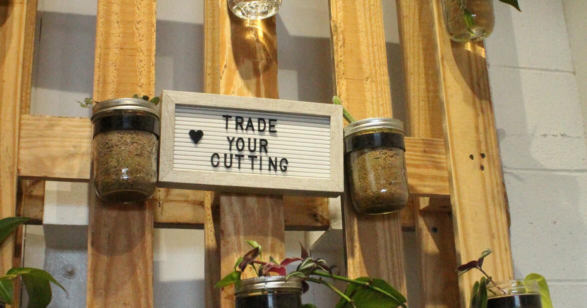 The Plant Room: Springfield plant shop cultivates space for community ...