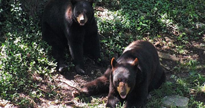 Wheeler: Welcome back, Bears | Columns | the-standard.org