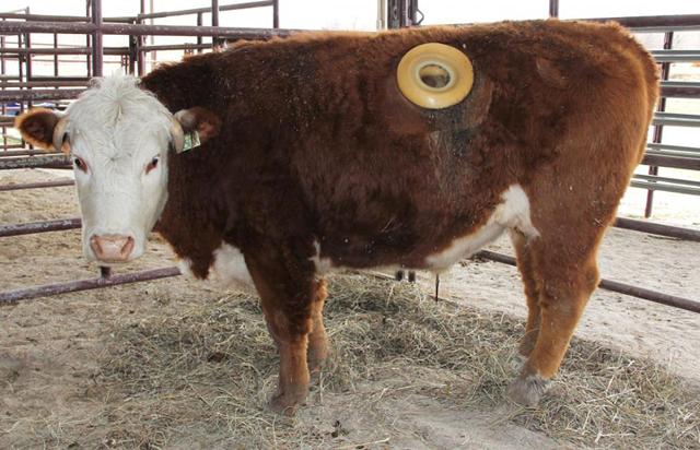 Holey cow! | Campus Life | the-standard.org