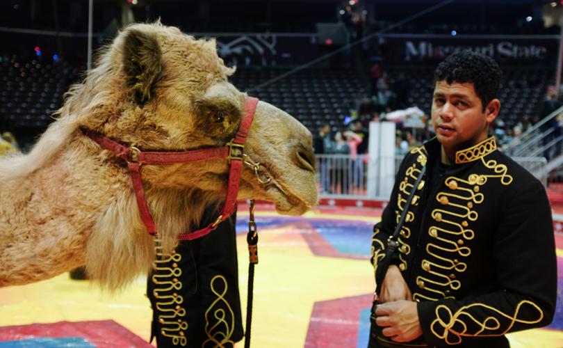Carden International Circus at JQH Arena draws animal rights protests ...