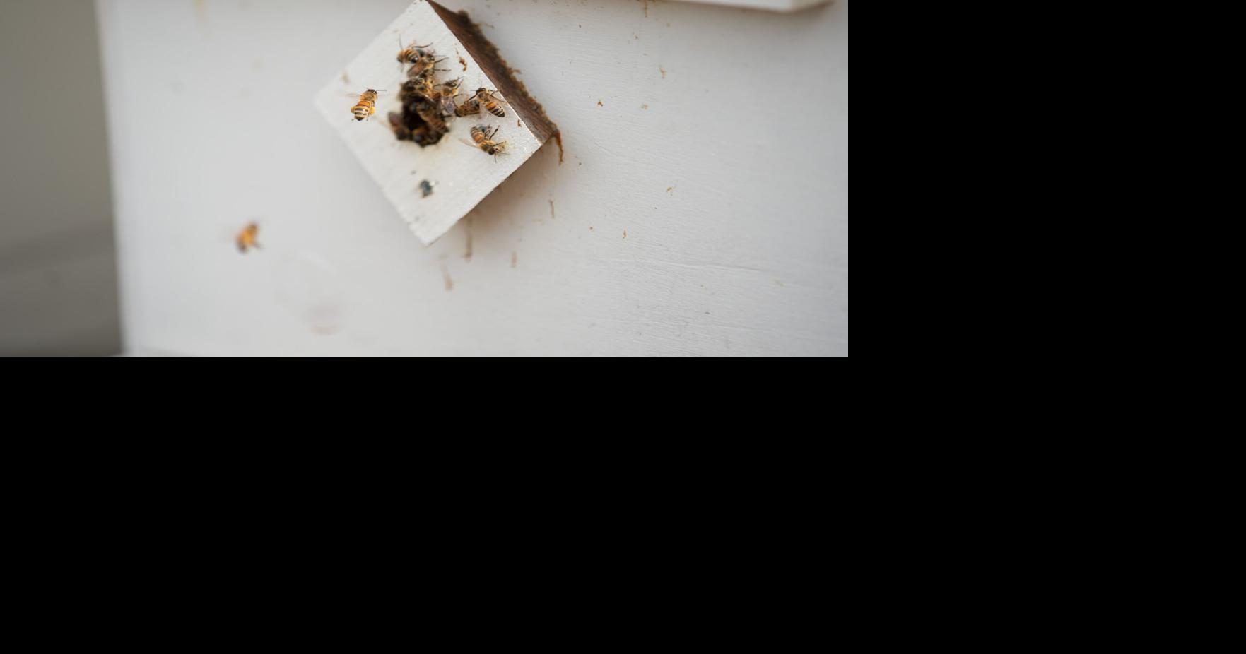 Bee on the lookout for honeybees this season | Pop | the-standard.org