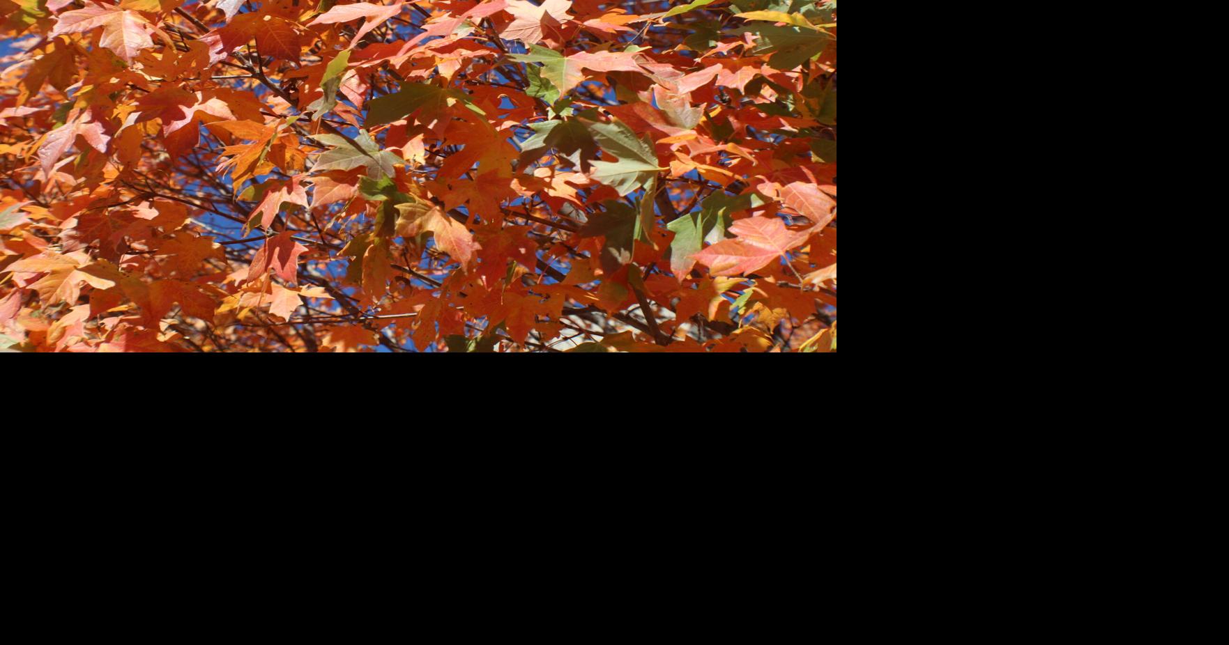 Fall into the season with these beautiful Springfield locations | New ...