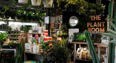 Local plant stores give advice for house plant care in winter weather ...