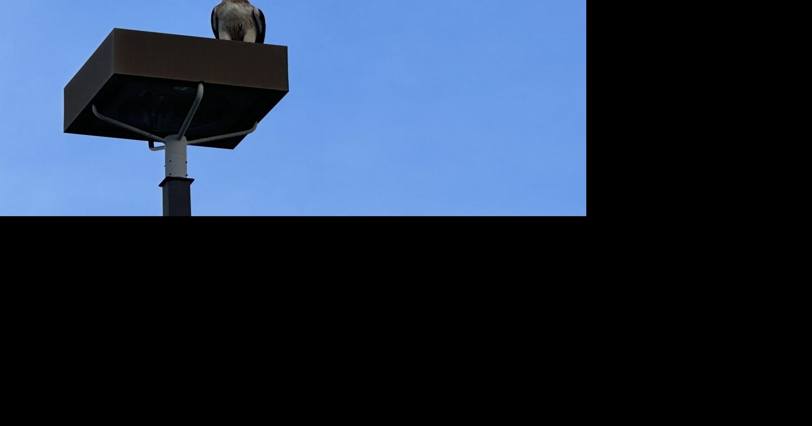 MSU’s newest students: Meet the campus’s resident red-tailed hawks ...