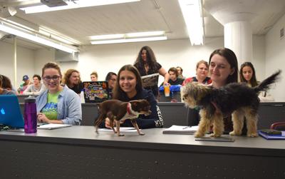 Art history professor welcomes pets into the classroom | Life | the ...